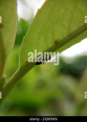 Mediterranean Acrobat Ant (Crematogaster scutellaris) Insecta Stock ...
