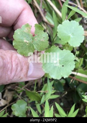 American Water-pennywort (Hydrocotyle americana) Plantae Stock Photo ...