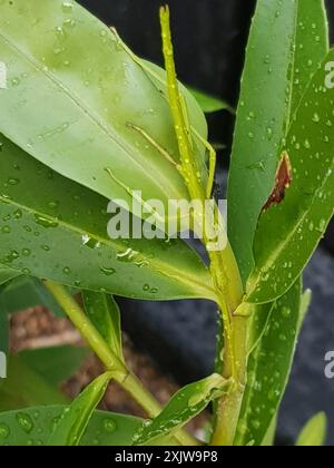 Smooth Stick Insect (Clitarchus hookeri) Insecta Stock Photo - Alamy