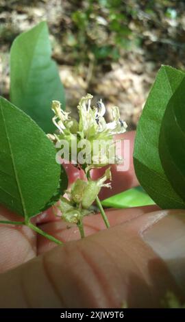 forest scurfpea (Rupertia physodes), Plantae, Ojai, CA 93023, USA Stock ...