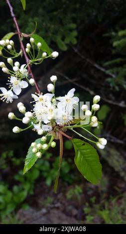 fire cherry (Prunus pensylvanica) Plantae Stock Photo - Alamy