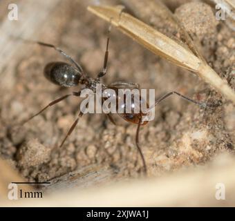 Pyramid Ants (Dorymyrmex) Insecta Stock Photo - Alamy