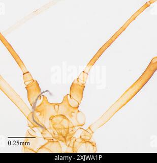 Black Sage Aphid (Macrosiphum salviae) Insecta Stock Photo - Alamy