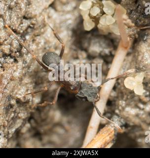 Rimose Fungus-farming Ant (Cyphomyrmex rimosus Stock Photo - Alamy