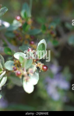 Buckthorns (Rhamnus) Plantae Stock Photo - Alamy