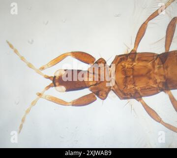 Tube-tailed Thrips (Phlaeothripidae) Insecta Stock Photo - Alamy