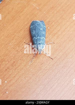 Stone Moth (Eudonia cataxesta), Insecta, Southland District, Southland ...
