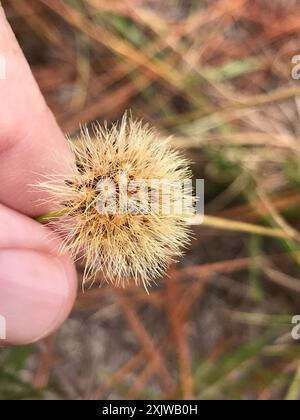 sandhill golden aster (Pityopsis pinifolia) Plantae Stock Photo - Alamy