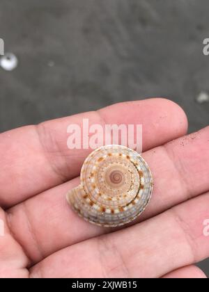 Common Sundial (Architectonica nobilis) Mollusca Stock Photo - Alamy