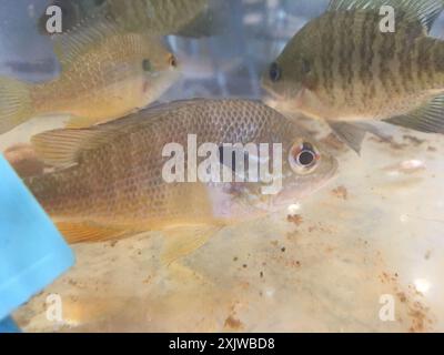 Longear Sunfish Complex (Lepomis megalotis) Actinopterygii Stock Photo ...