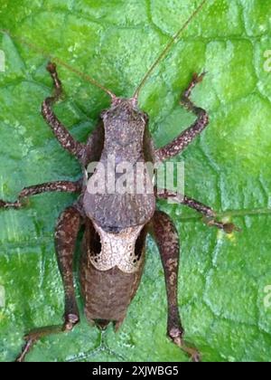 Protean Shieldback (Atlanticus testaceus) Insecta Stock Photo - Alamy