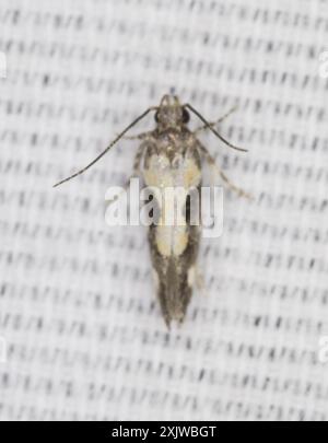 Red-necked Peanutworm Moth (Stegasta bosqueella) Insecta Stock Photo ...