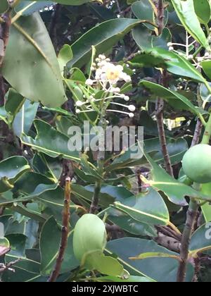 Alexandrian Laurel (Calophyllum inophyllum) Plantae Stock Photo - Alamy