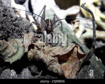 Camel Crickets, Cave Crickets, and Cave Wēta (Rhaphidophoridae) Insecta ...