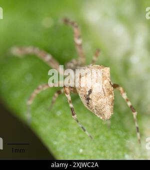 (Uloborus diversus) Arachnida Stock Photo - Alamy