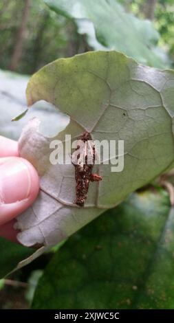 Bagworm Moths (Psychidae) Insecta Stock Photo - Alamy