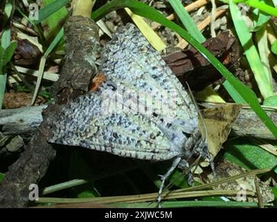 Forest Semilooper (Declana floccosa) Insecta Stock Photo - Alamy