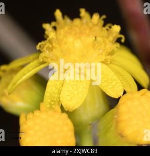 fireweed groundsel (Senecio linearifolius) Plantae Stock Photo - Alamy