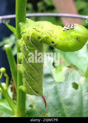 Carolina Sphinx (Manduca sexta) Insecta Stock Photo - Alamy