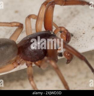 Bull-headed sac spider (Trachelas pacificus) Arachnida Stock Photo - Alamy