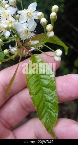 fire cherry (Prunus pensylvanica) Plantae Stock Photo - Alamy