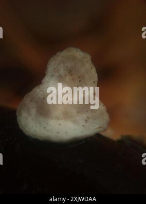 little nest polypore (Trametes conchifer) Fungi Stock Photo - Alamy