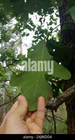 sand post oak (Quercus margaretiae) Plantae Stock Photo - Alamy