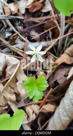 threeleaf goldthread (Coptis trifolia), Plantae, Petersburg, NY 12138 ...