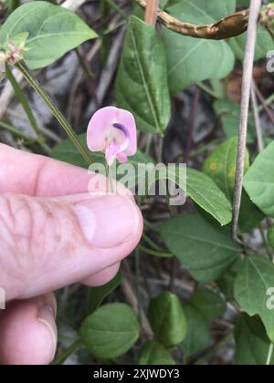 trailing fuzzy-bean (Strophostyles helvola) Plantae Stock Photo - Alamy