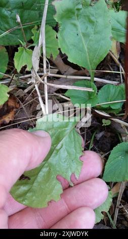 shinleaf (Pyrola elliptica) Plantae Stock Photo - Alamy