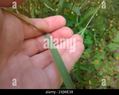 Field Brome (Bromus arvensis) Plantae Stock Photo - Alamy
