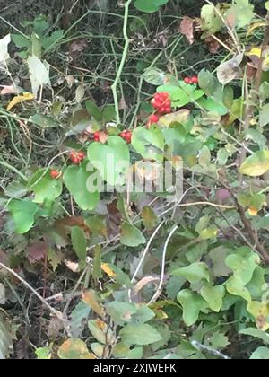 Carolina snailseed (Cocculus carolinus) Plantae Stock Photo - Alamy