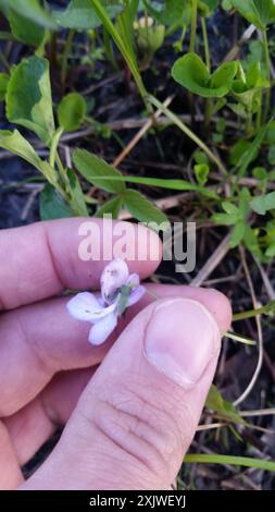Labrador violet (Viola labradorica) Plantae Stock Photo - Alamy