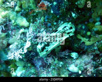 Variable Nudibranch (Aphelodoris luctuosa) Mollusca Stock Photo - Alamy