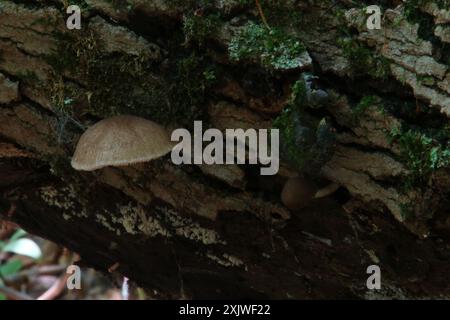 Pleated Pluteus (Pluteus longistriatus) Fungi Stock Photo - Alamy