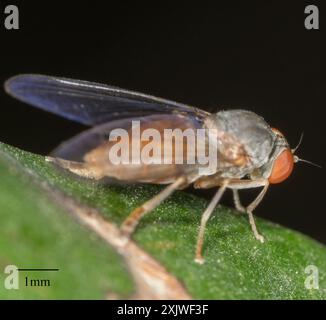 Flat-footed Flies (Platypezidae) Insecta Stock Photo - Alamy