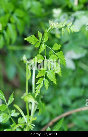 water parsley (Oenanthe sarmentosa) Plantae Stock Photo - Alamy