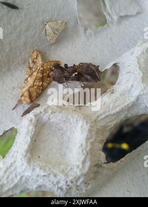 Common Looper Moth (Autographa precationis) Insecta Stock Photo - Alamy