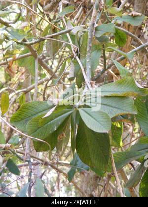 Crying Tree (Euphorbia cupularis) Plantae Stock Photo - Alamy