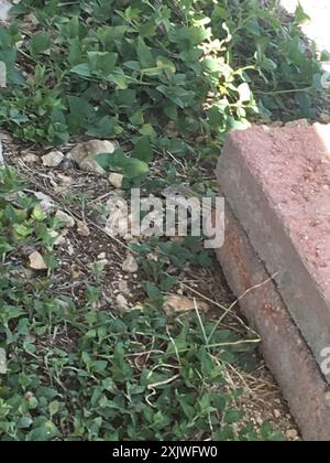 Common Spotted Whiptail (Aspidoscelis gularis) Reptilia Stock Photo - Alamy