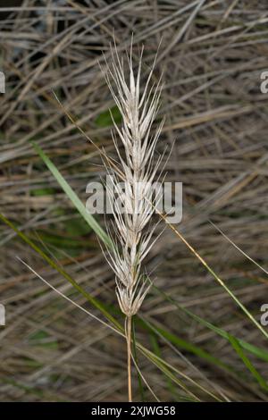 Wild Ryes and Wheatgrasses (Elymus) Plantae Stock Photo - Alamy