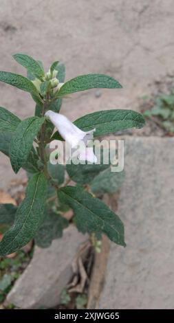 Sesame (Sesamum indicum) Plantae Stock Photo - Alamy