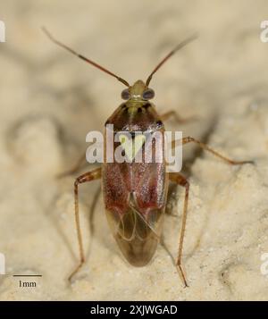 Western Tarnished Plant Bug (Lygus hesperus) Insecta Stock Photo - Alamy