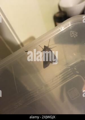 Ipsilon Dart Moth (Agrotis ipsilon) Insecta Stock Photo - Alamy