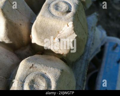 Red-headed Inchworm Moth (Macaria bisignata) Insecta Stock Photo - Alamy