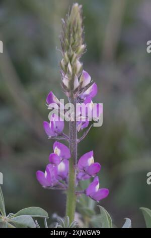 Arizona lupine (Lupinus arizonicus) Plantae Stock Photo - Alamy
