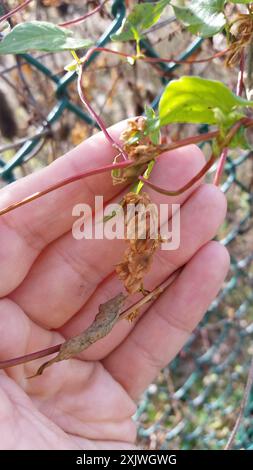 climbing false buckwheat (Fallopia scandens) Plantae Stock Photo - Alamy