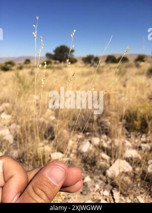 hall panicum (Panicum hallii) Plantae Stock Photo - Alamy
