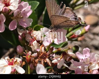 Cycad blue (Theclinesthes onycha) Insecta Stock Photo - Alamy