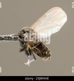 (Coboldia fuscipes) Insecta Stock Photo - Alamy